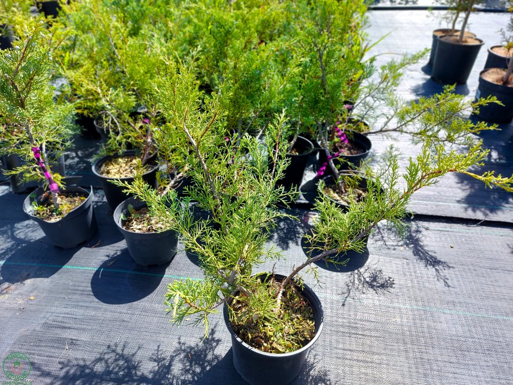 Borievka viržínska ´HETZ´ | 15-20cm | zahradnici.sk